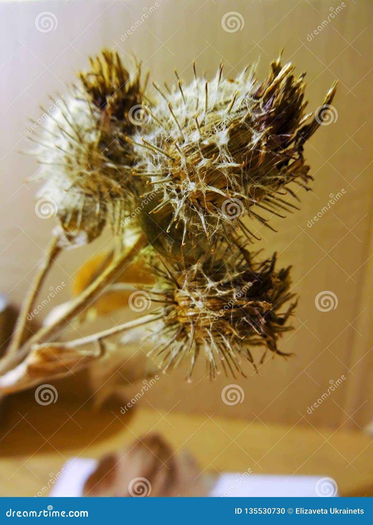 Burdock in focus stock photo. Image of house, table - 135530730