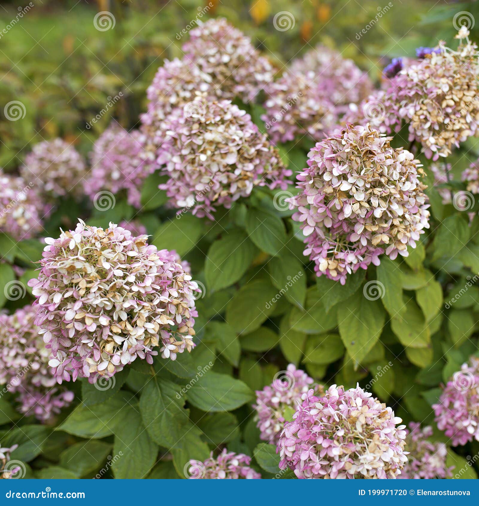 Dried Burgundy Hydrangea in the Garden. Square Frame Stock Photo ...