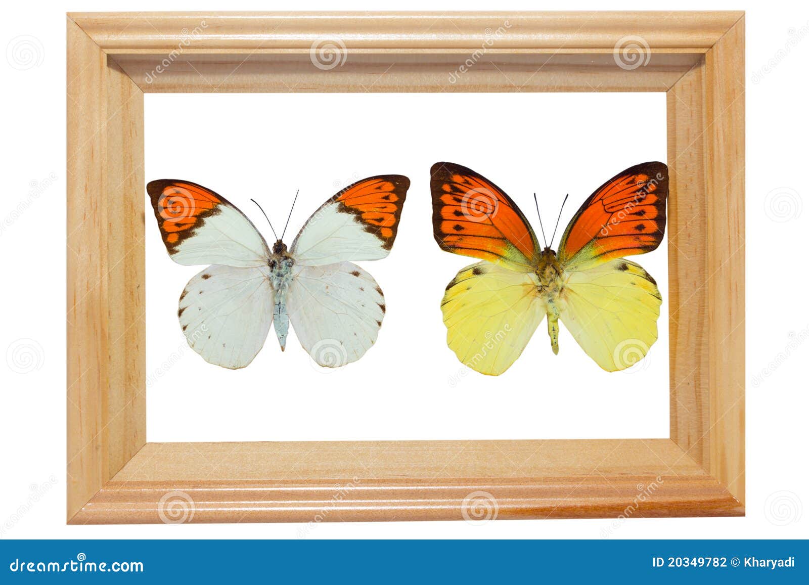 Dried Butterfly in Wood Frame (isolated on White). Stock Photo - Image ...