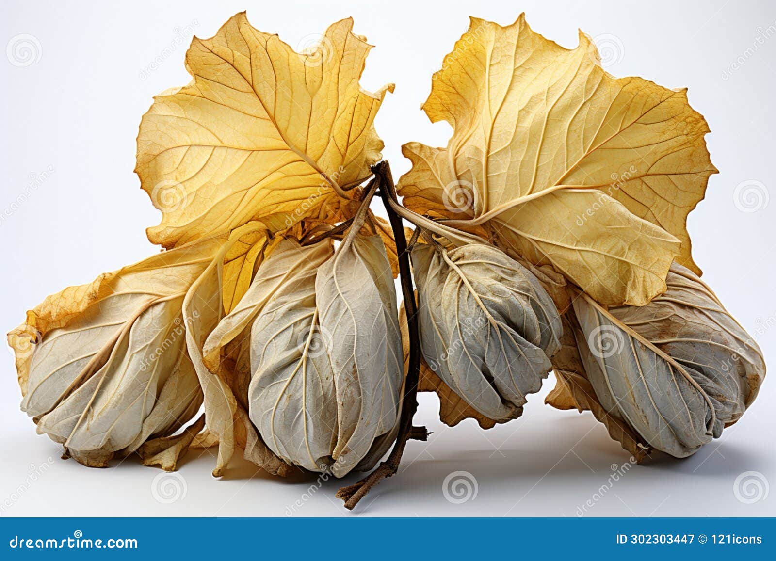 Dried Cabbage on White Background Stock Image - Image of grain, herb ...