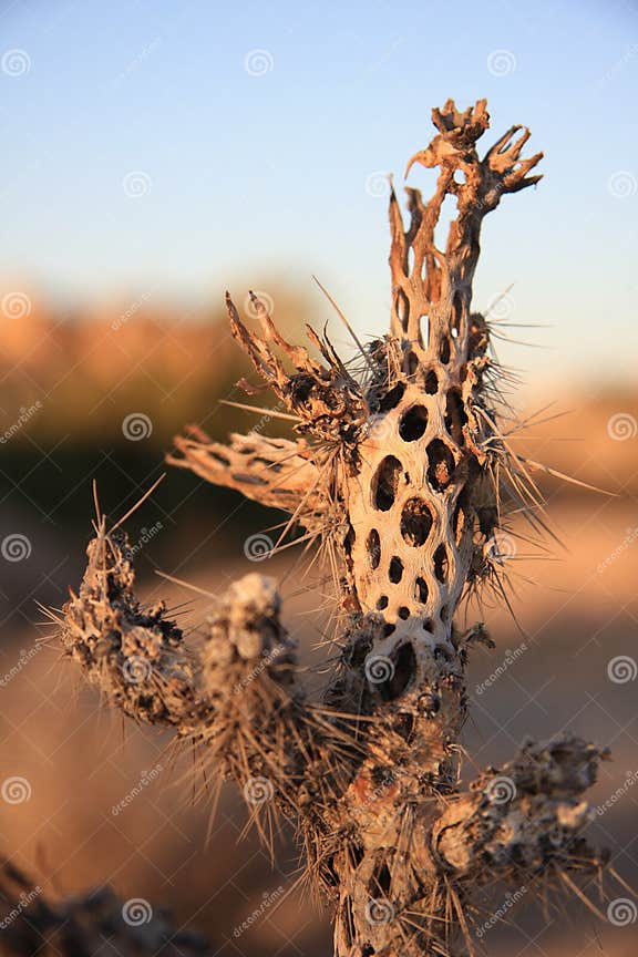 Dried Cactus stock image. Image of cacti, plant, shrivelled - 11998617