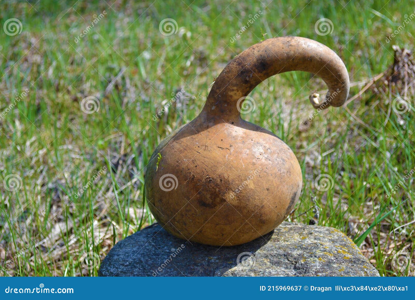 Calabash- Also Known As Bottle Gourd,consumed As A Vegetable, Stock ...