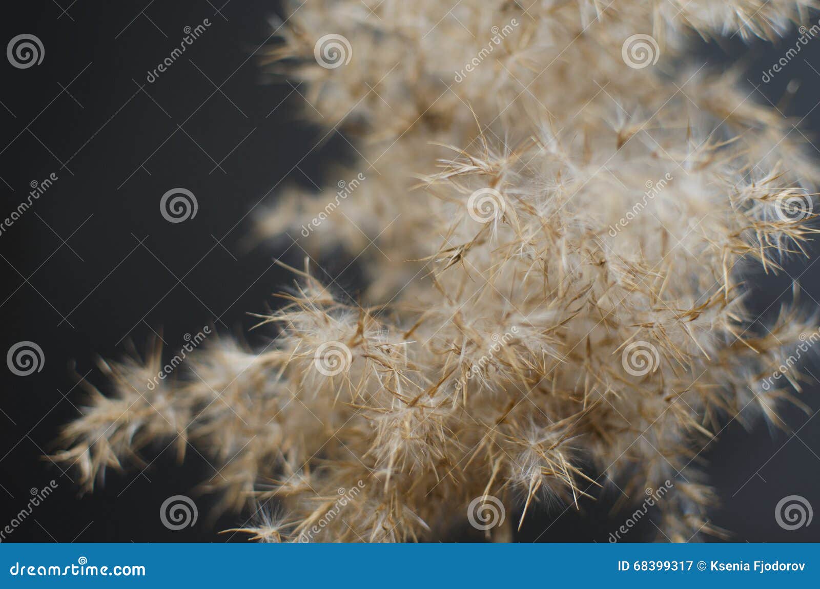 Dried Cane Pattern Interlaced Texture Stock Photo | CartoonDealer.com ...