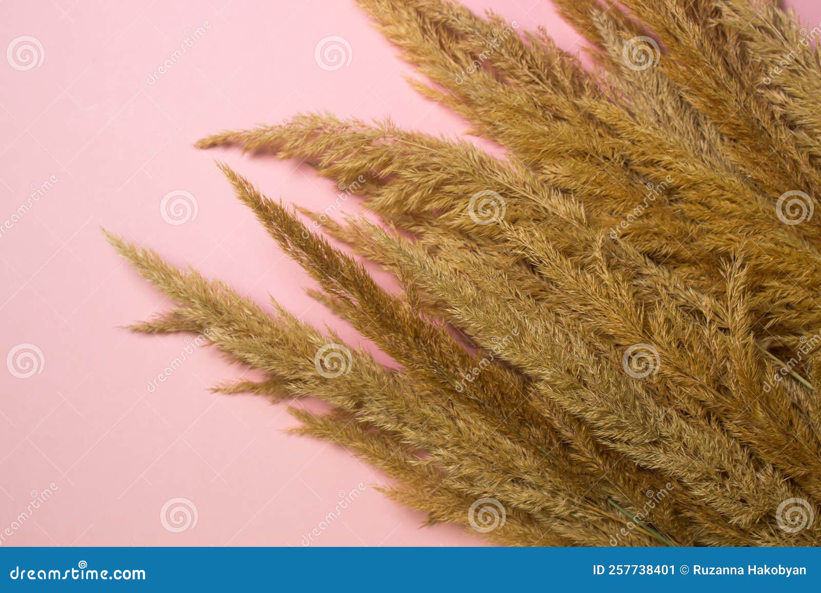 Dried Cane Flower on a Pink Background Stock Image - Image of pattern ...