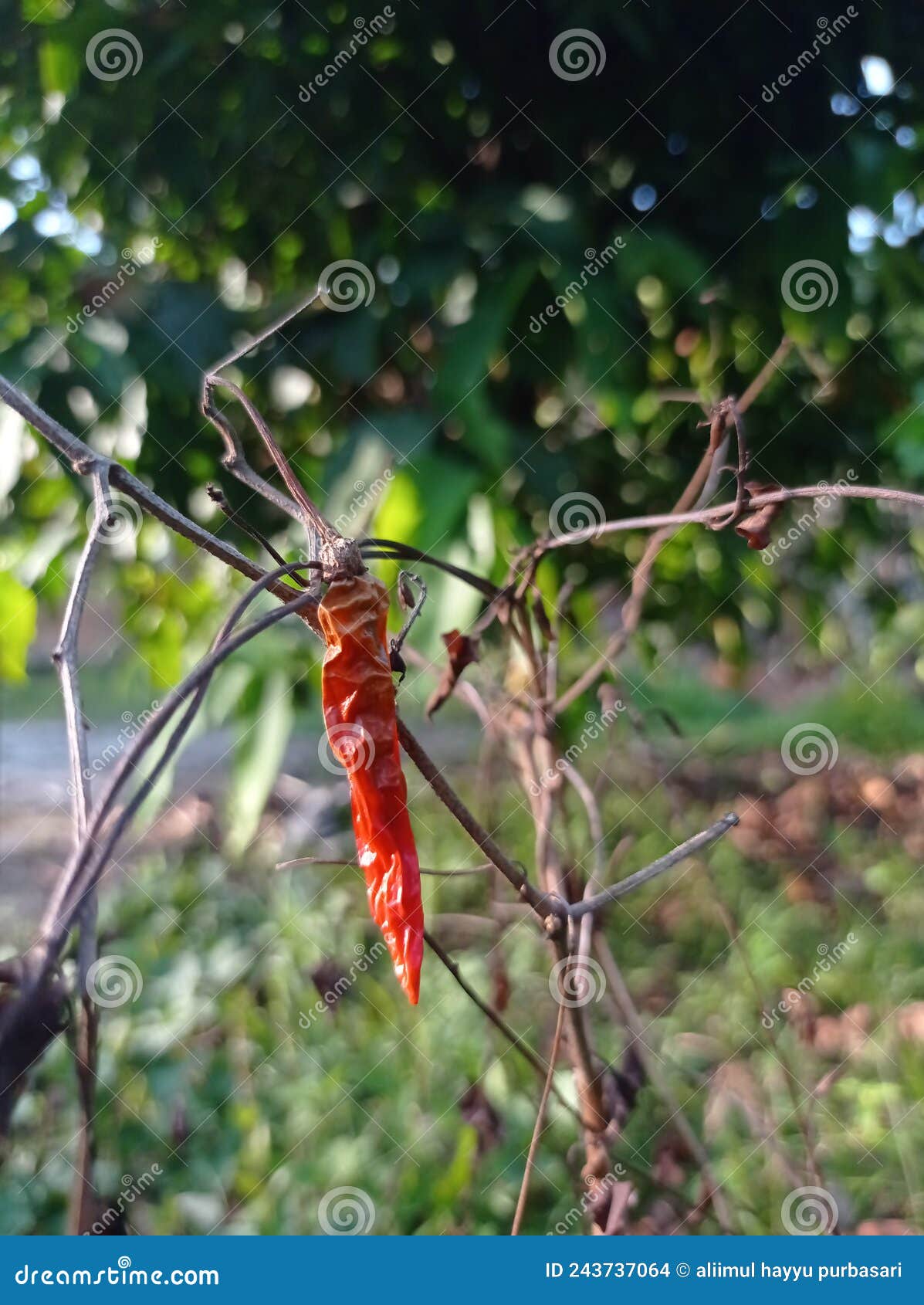 Dried Capsicum Also Known As Dried Chili Stock Photo - Image of grass ...