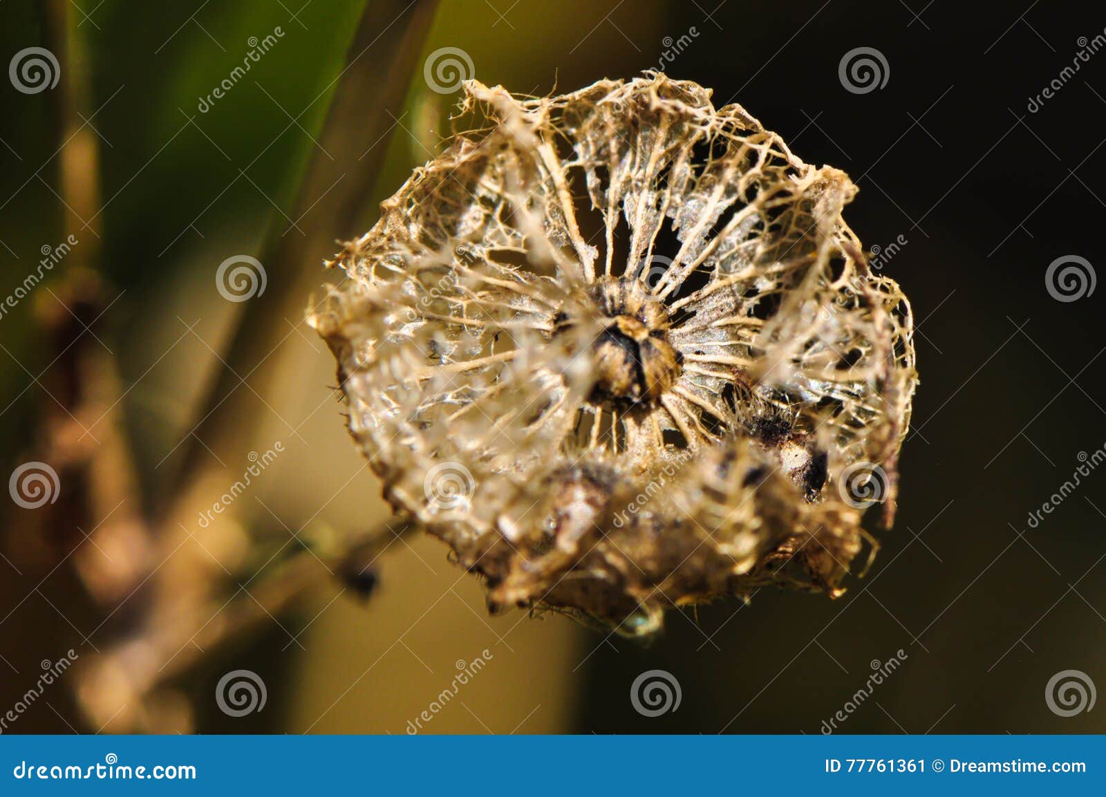 Dried Capsule of a Mallow Flower Stock Image - Image of summer, garden ...