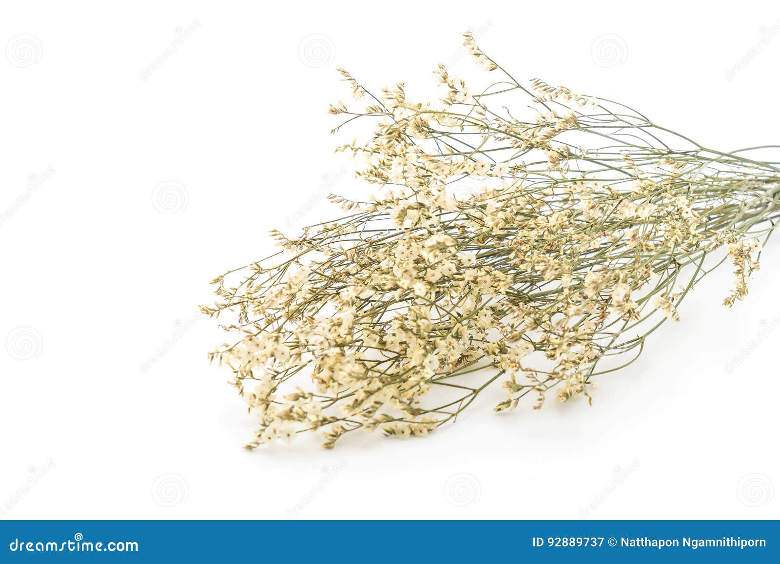 Dried Caspia Flowers stock image. Image of gypsophila - 92889737