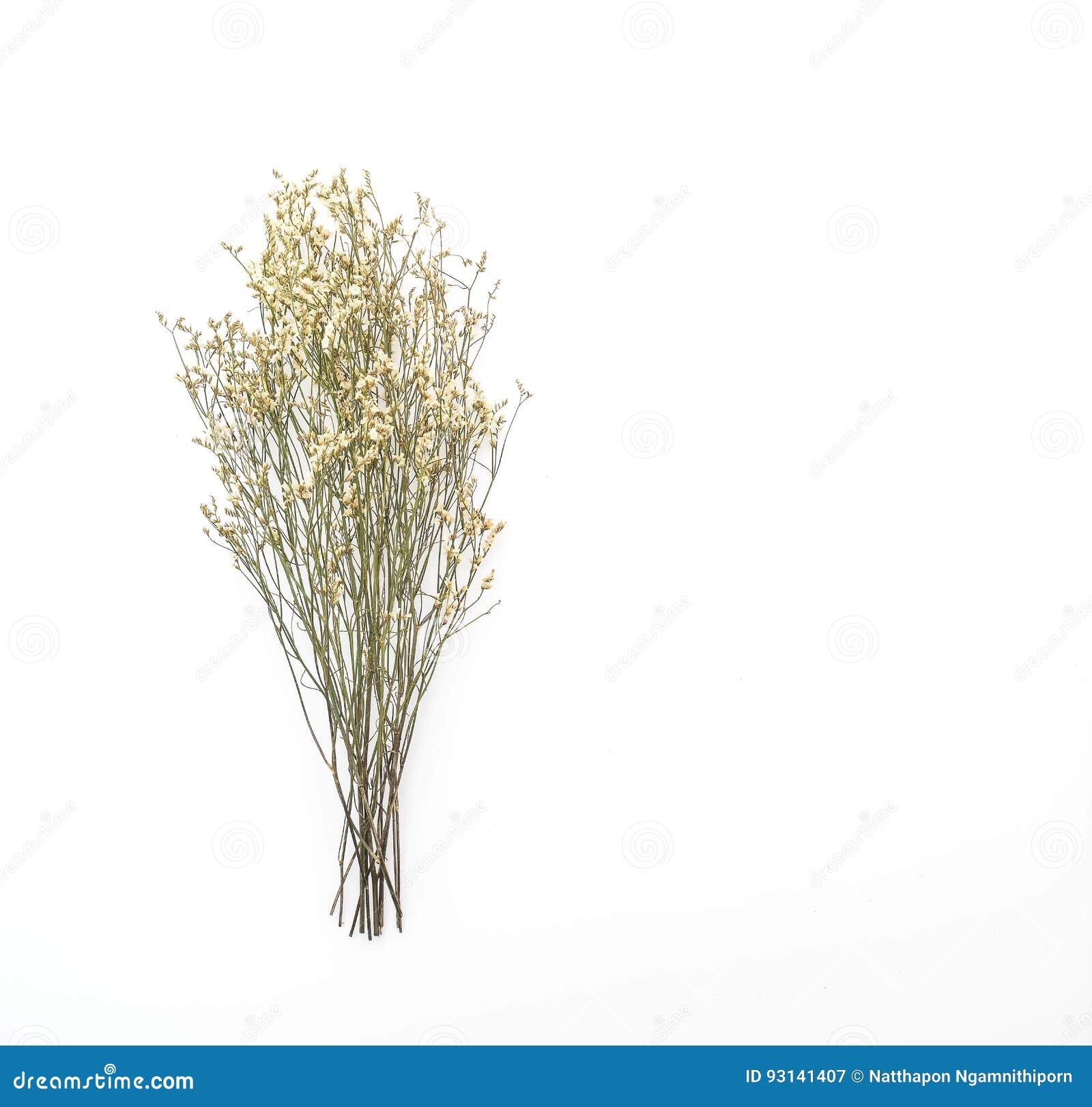 Dried Caspia Flowers stock image. Image of breath, nature - 93141407