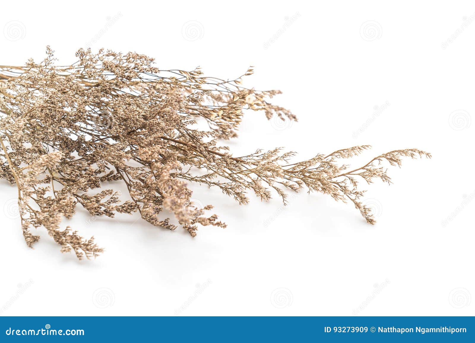 Dried Caspia Flowers stock image. Image of tiny, white - 93273909