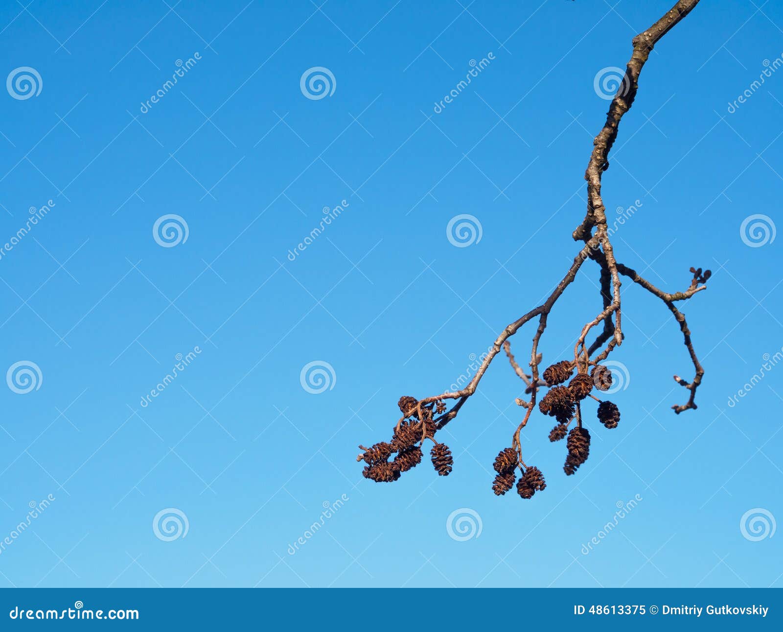 Dried Catkins on Alder Tree Stock Image - Image of blue, winter: 48613375