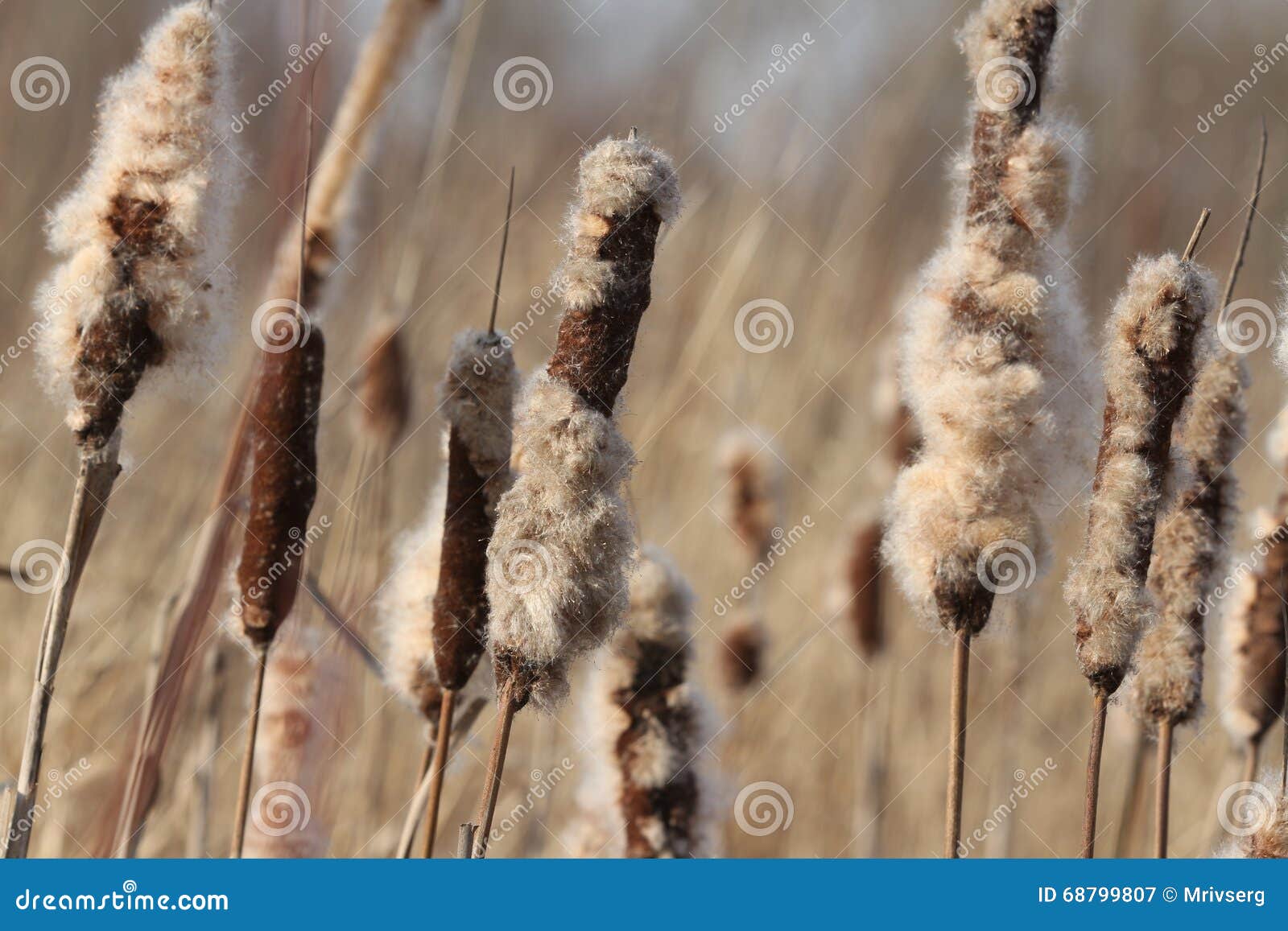 Dried Cattail stock image. Image of winter, cane, cattail - 68799807
