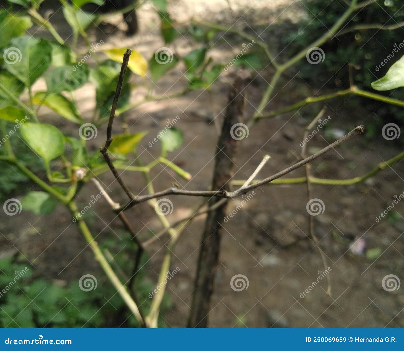 Dried Cayenne Pepper Tree Branches Due To the Weather Stock Image ...