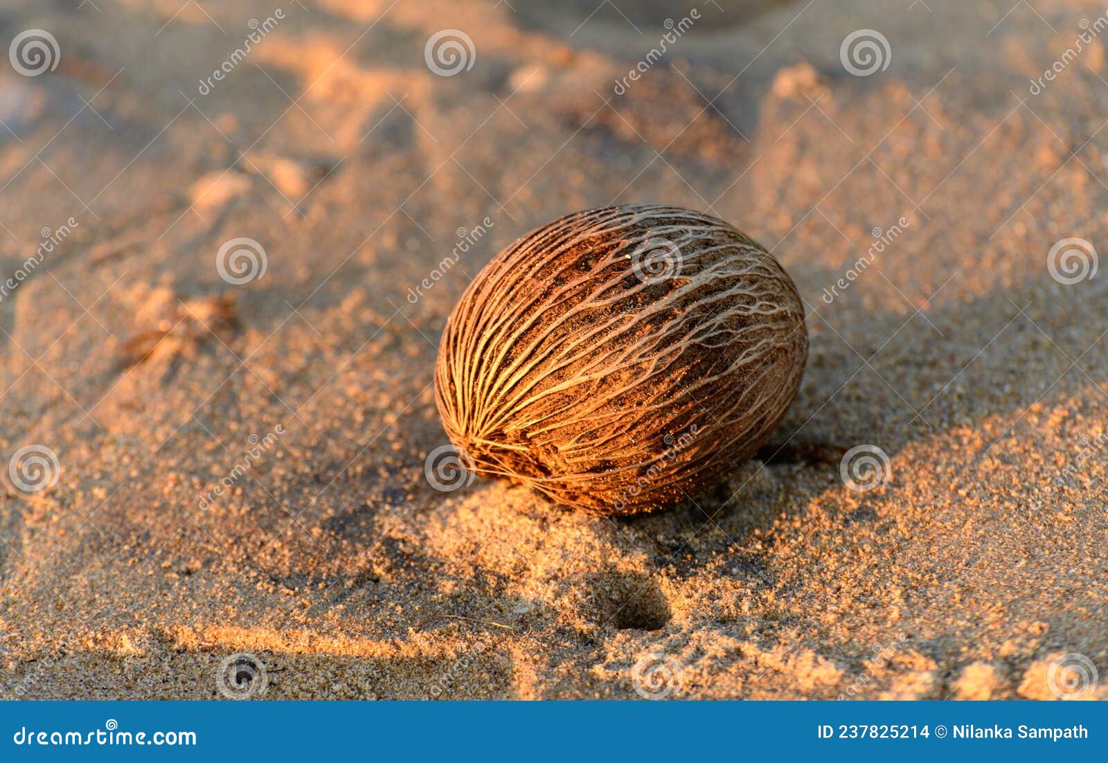 Dried Cerbera Odollam Seed on the Beach, Facing the Bright Evening ...