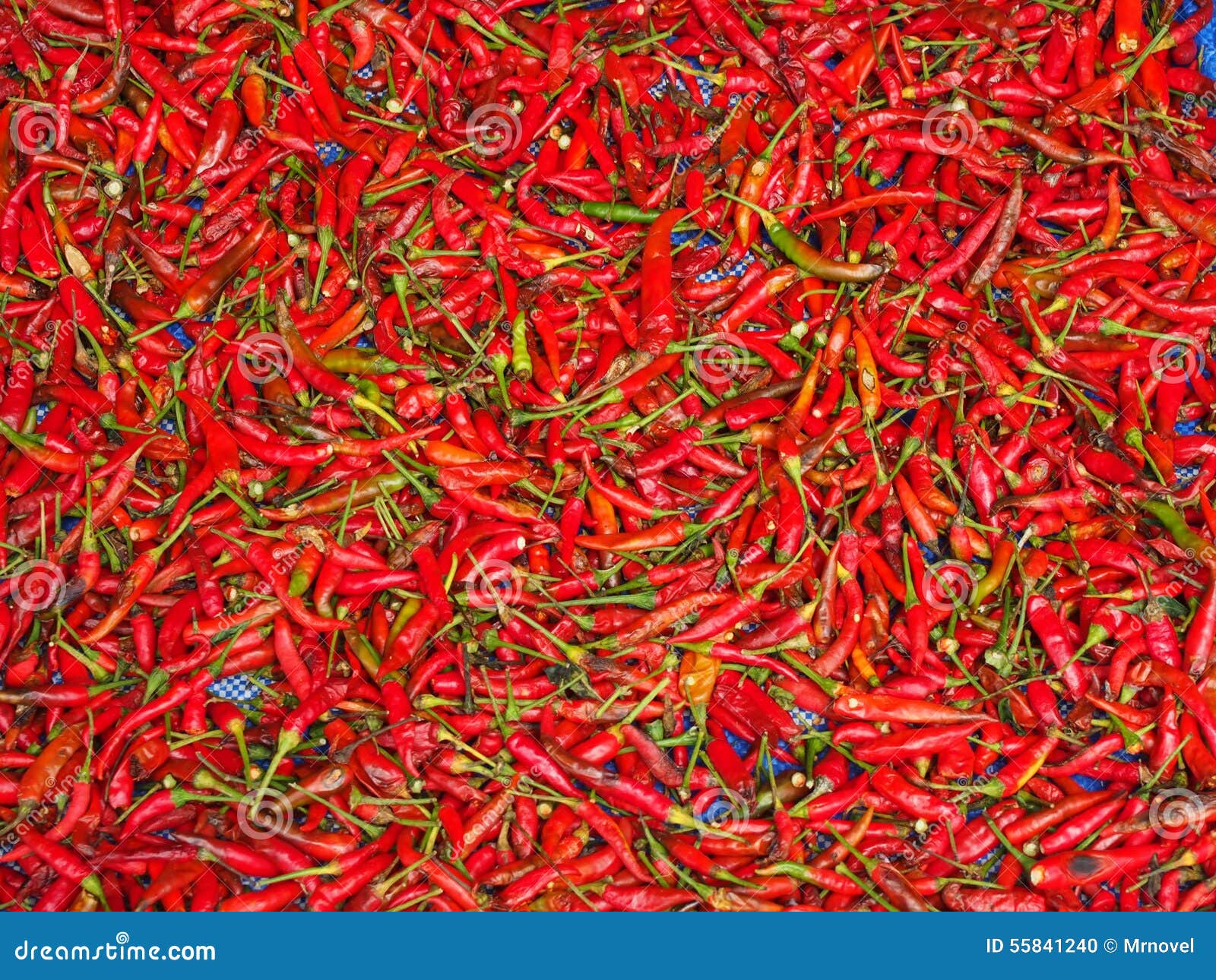 Dried chilli. stock photo. Image of multitude, ingredient - 55841240