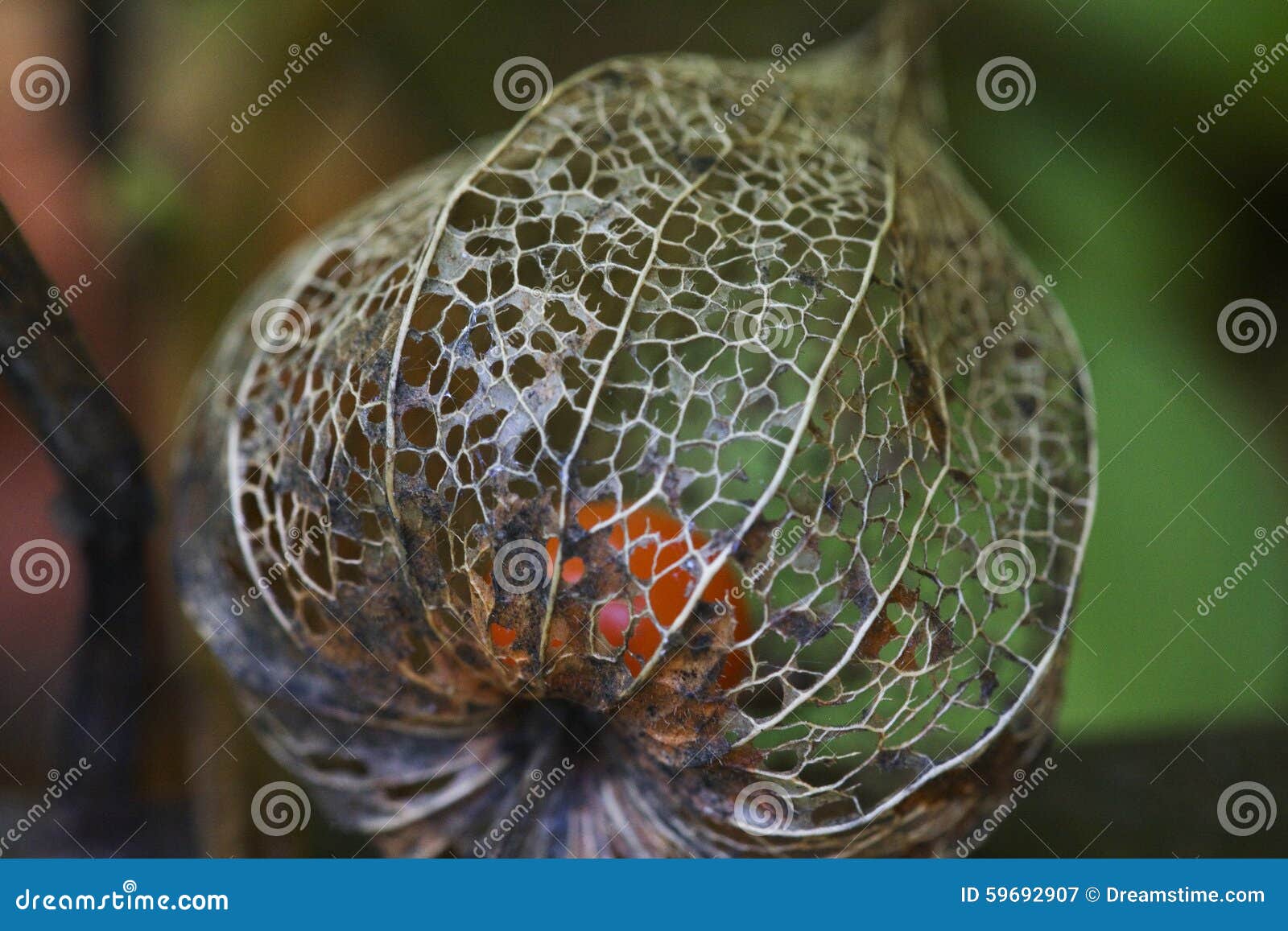 Dried Chinese Lantern stock image. Image of festival - 59692907