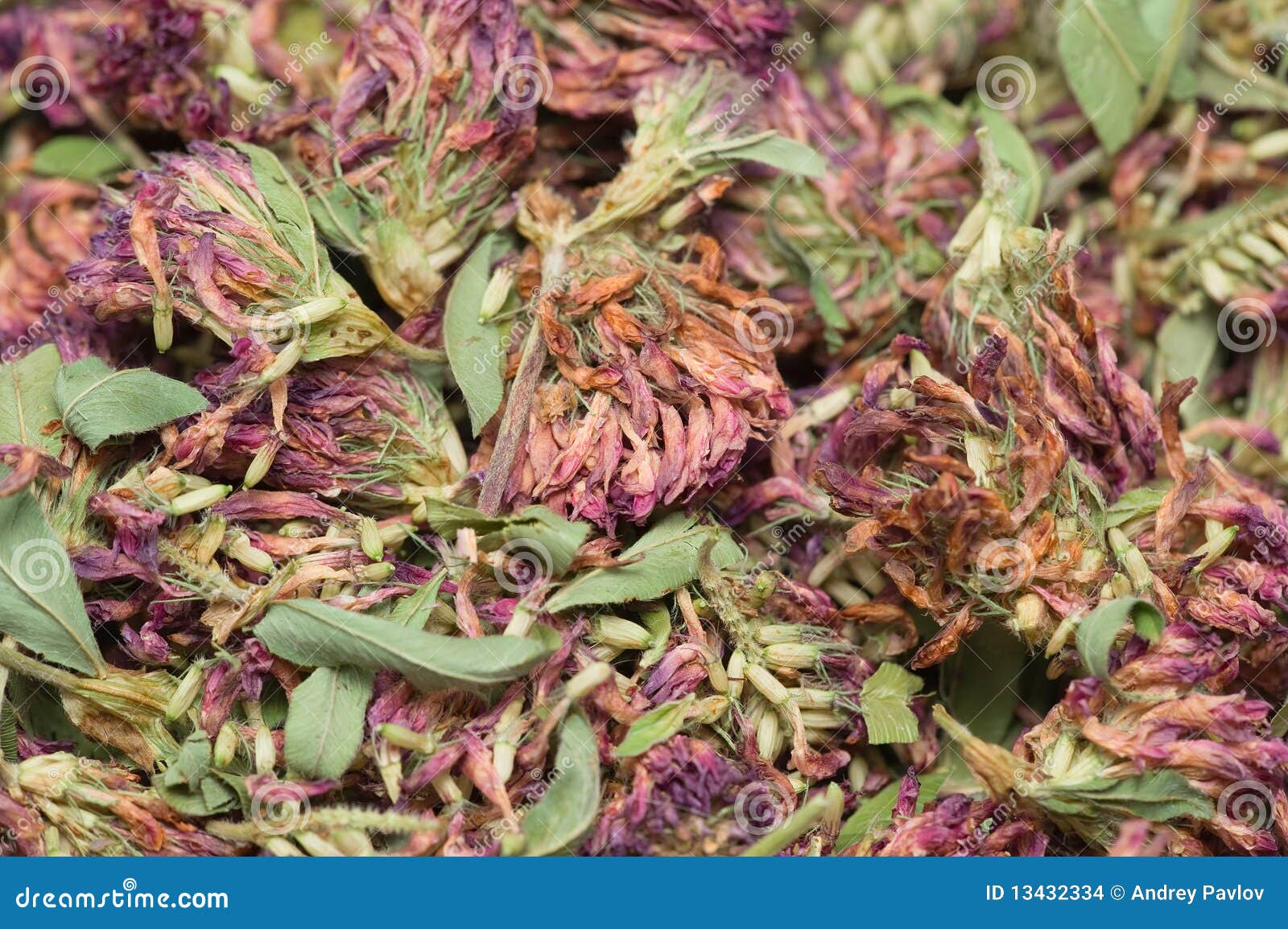 Dried clover background stock photo. Image of petal, relaxation - 13432334