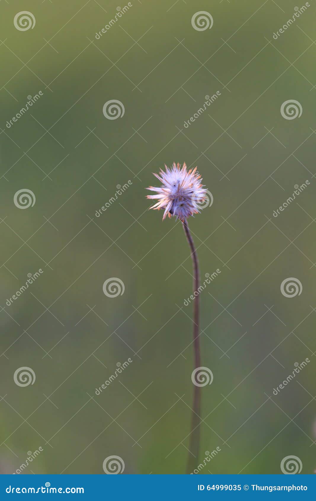 Dried Coat Buttons, Mexican Daisy or Tridax Daisy Stock Image - Image ...