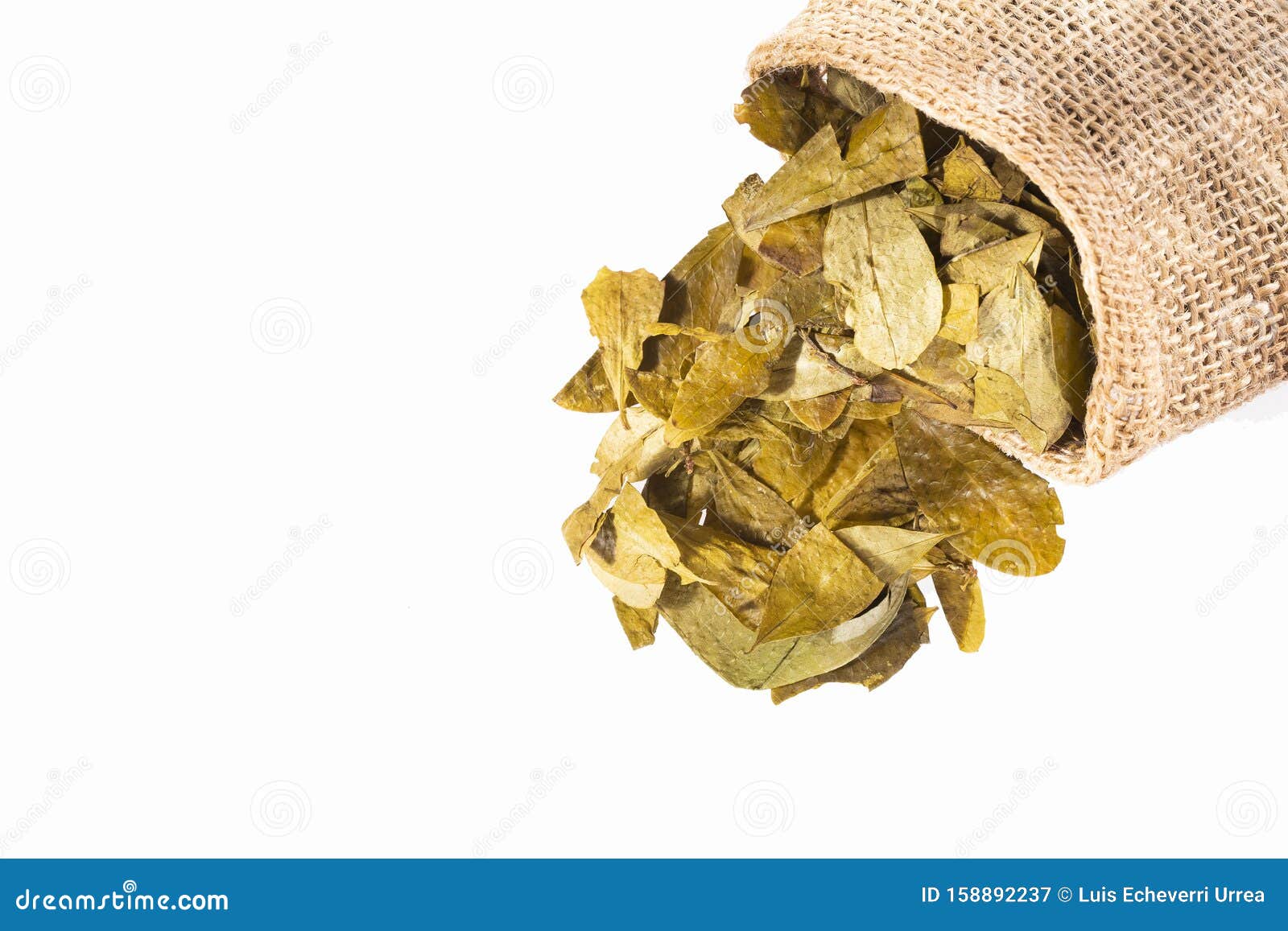 Dried Coca Leaves - Erythroxylum Coca Stock Image - Image of protein ...