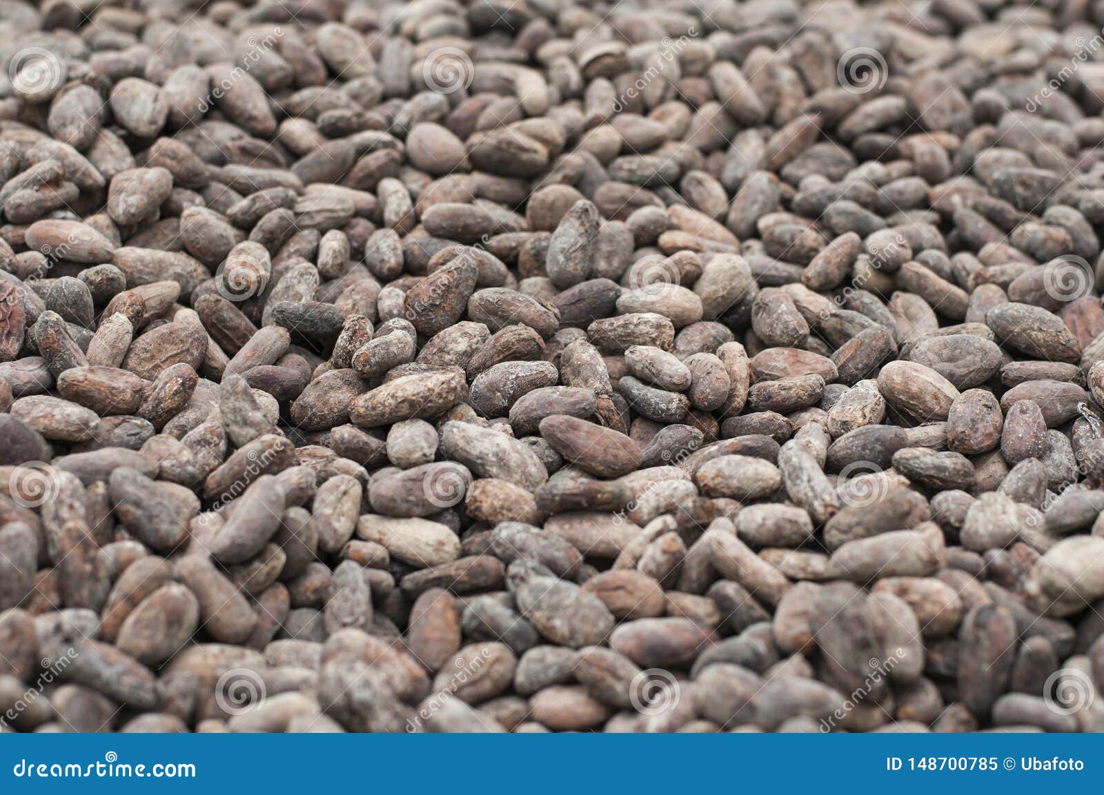 Dried cocoa beans stock image. Image of macro, cocoa - 148700785