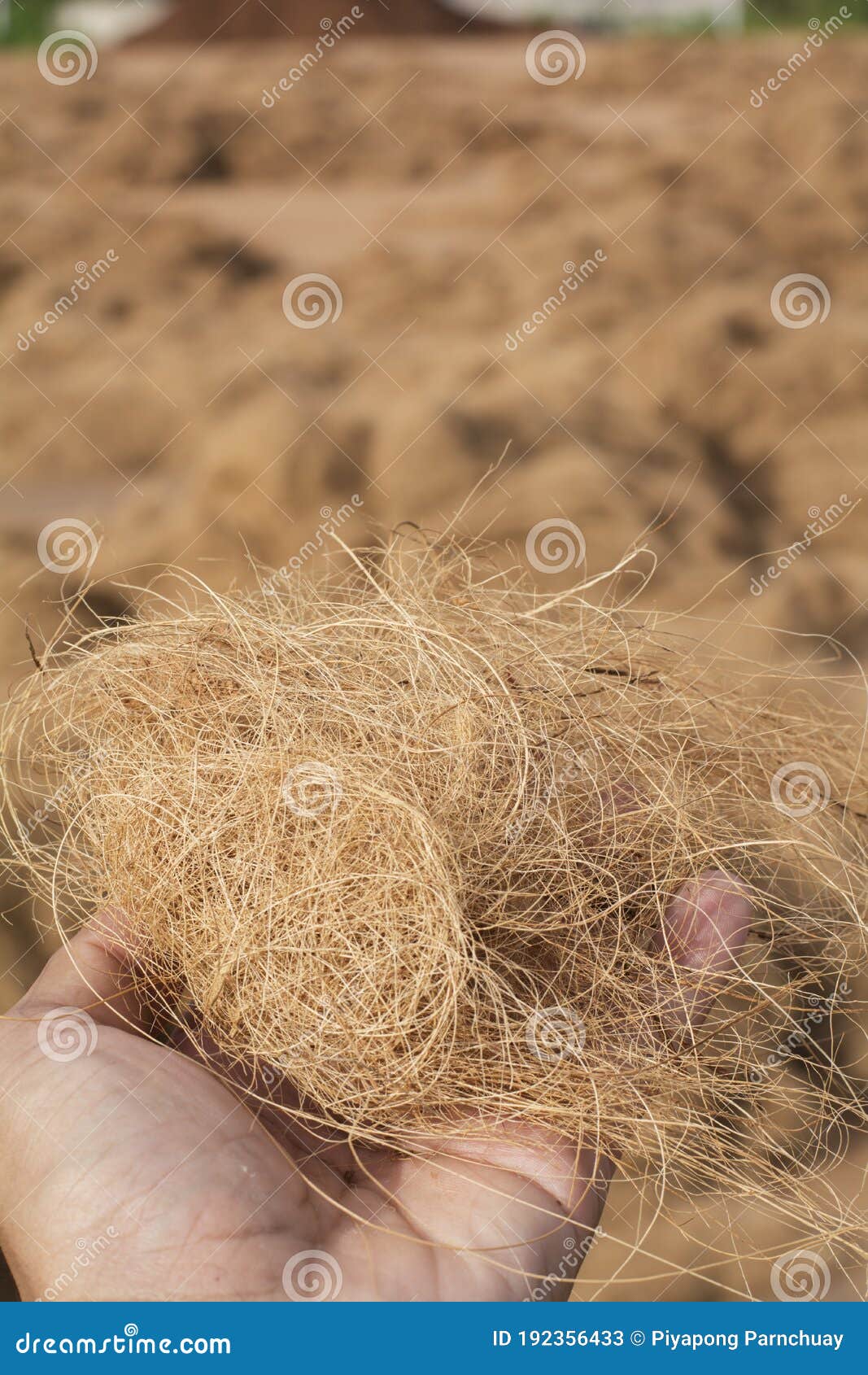 Coconut fiber in the hand. stock image. Image of asia - 192356433