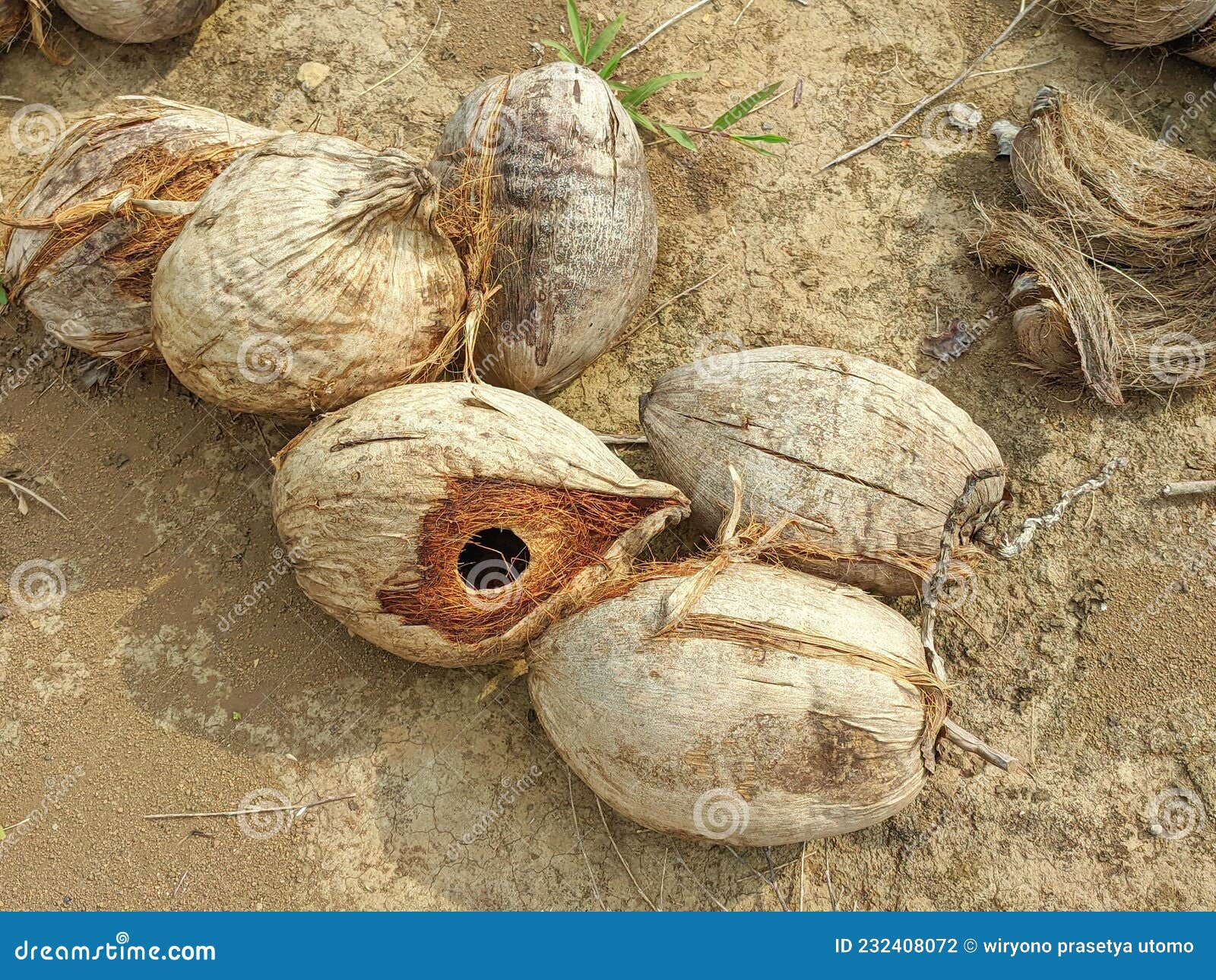 Dried Coconut on the Ground Stock Photo - Image of ground, fall: 232408072