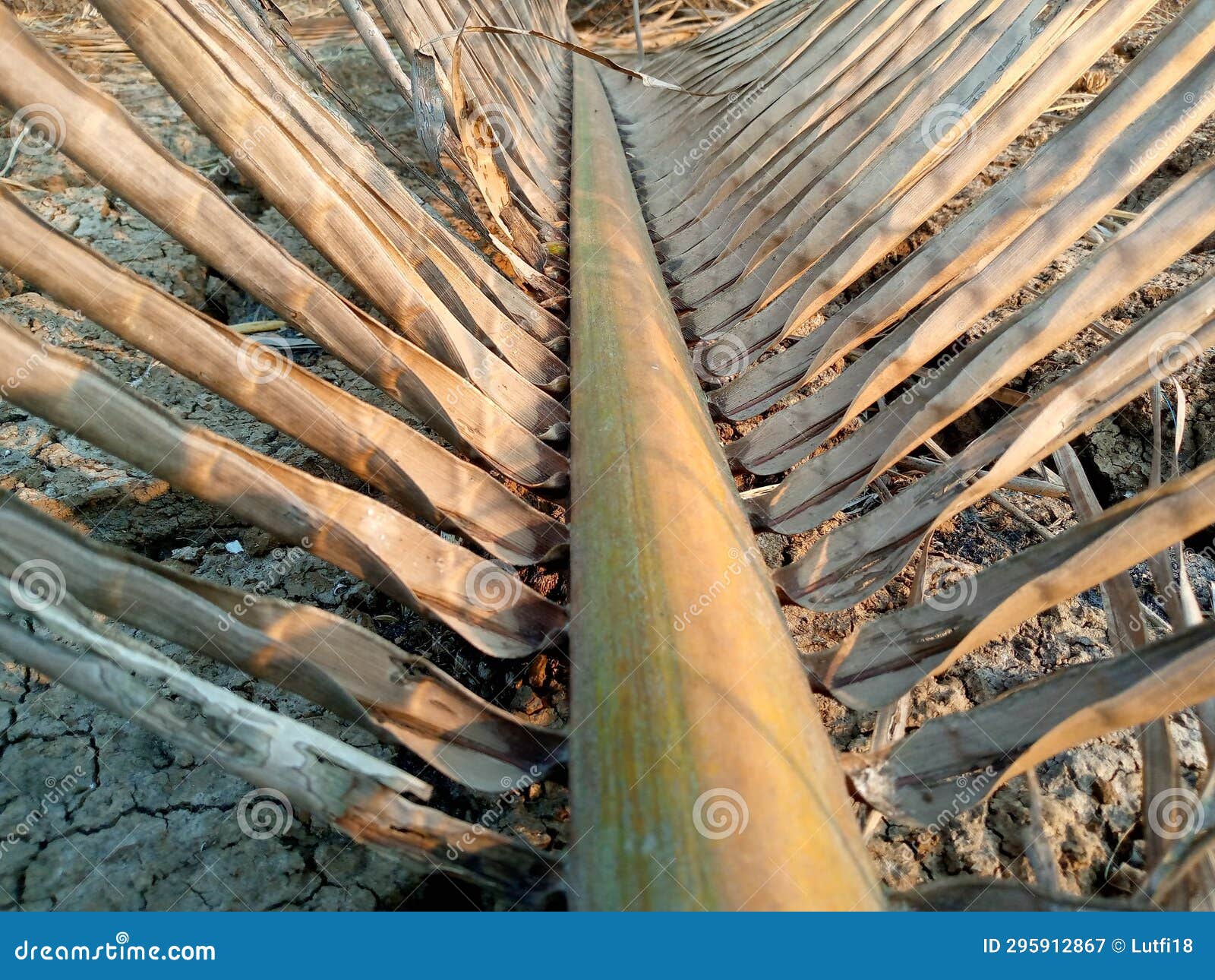 Dried Coconut Leaves Fall from the Tree Stock Image - Image of nature ...