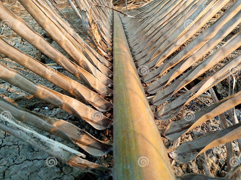 Dried Coconut Leaves Fall from the Tree Stock Image - Image of nature ...