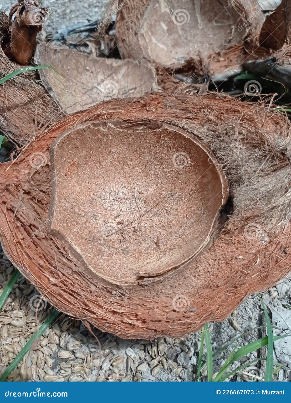 Dried Coconut Shell Ready To Bake Stock Image - Image of material ...