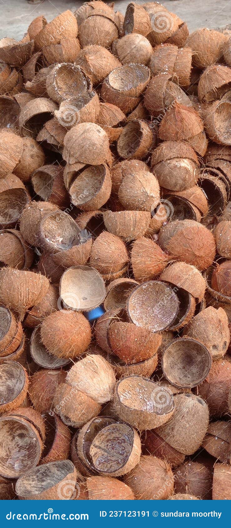 The Dried Coconut Shell for Sales Stock Image - Image of dried, wood ...