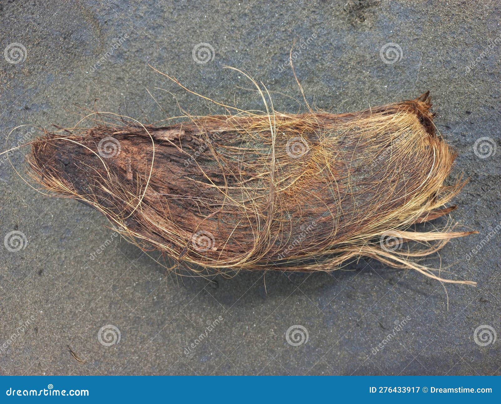 Dried Coconut Shells Washed Up on the Beach Stock Image - Image of ...