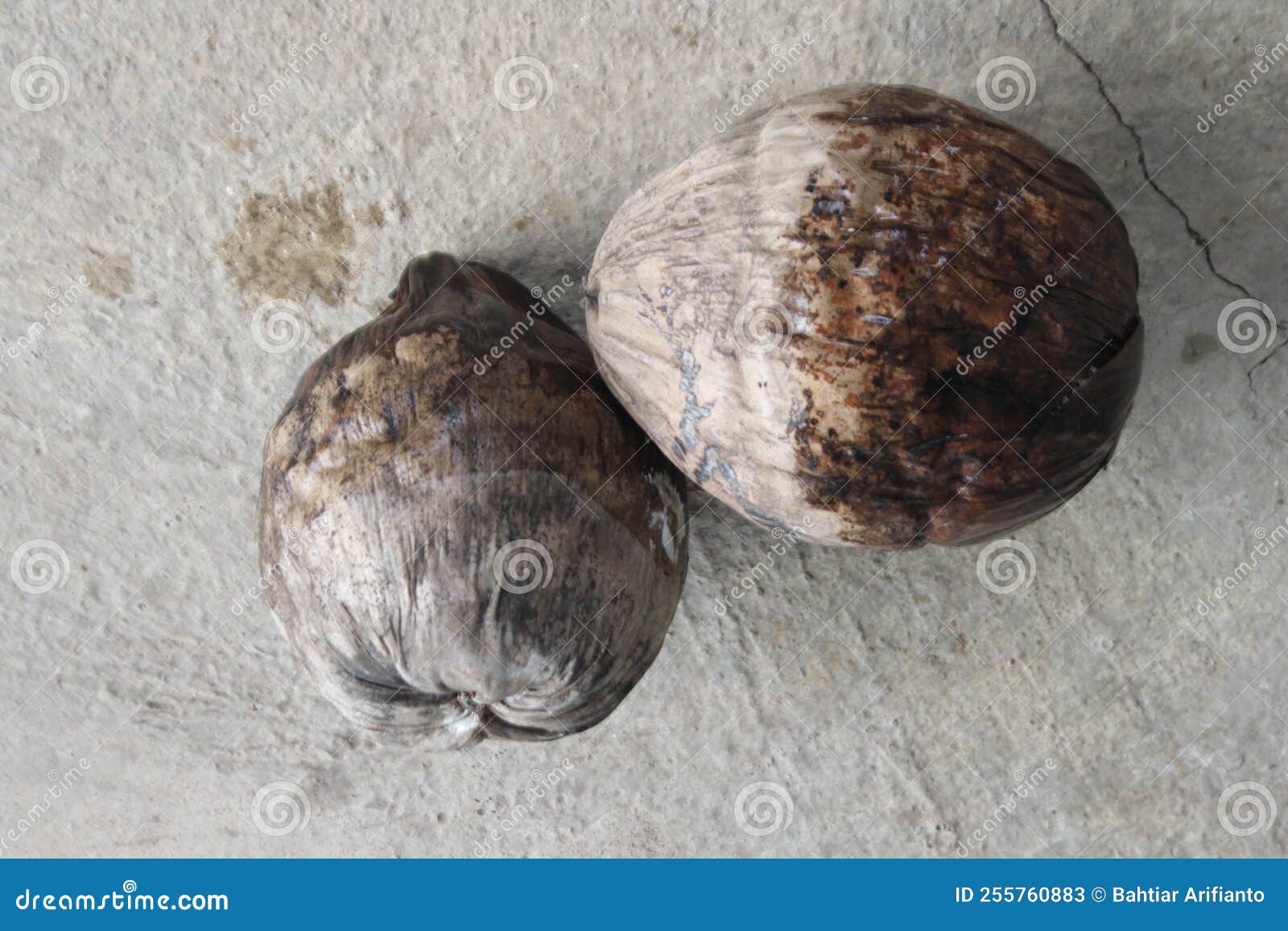 Dried coconuts lying stock image. Image of leaf, produce - 255760883