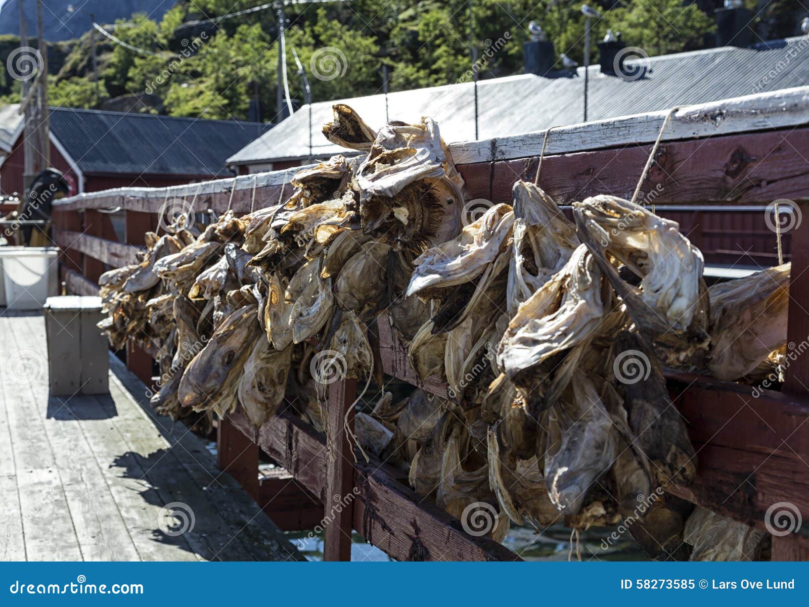 Dried cod heads stock image. Image of trophy, explore - 58273585