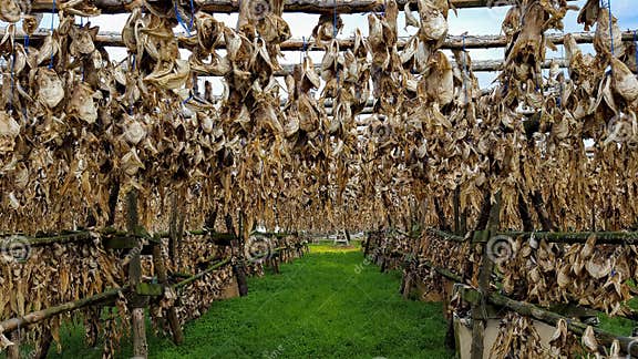 Dried Cod Heads Hanging on Drying Rack in Iceland Stock Image - Image ...