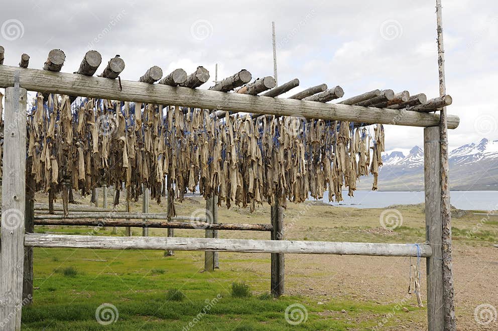 Dried cod in Iceland stock image. Image of fishes, norwegian - 31900241