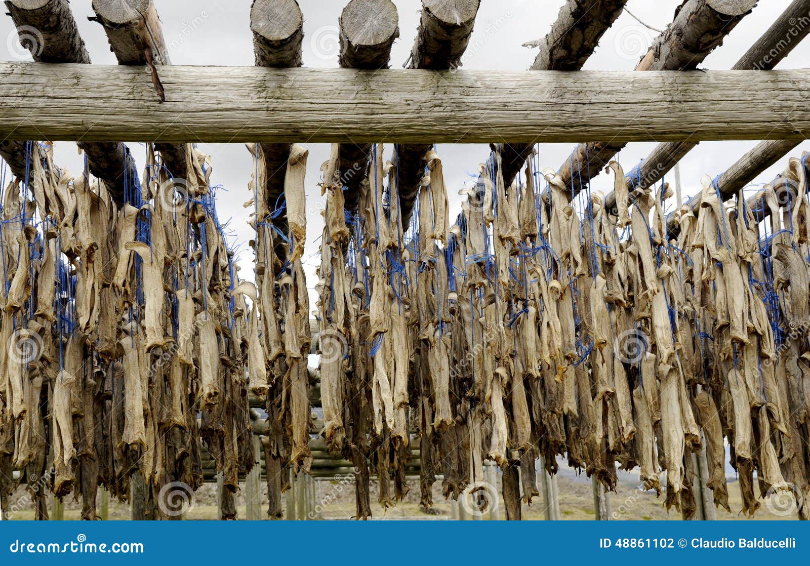 Dried cod in Iceland stock photo. Image of fish, fishes - 48861102