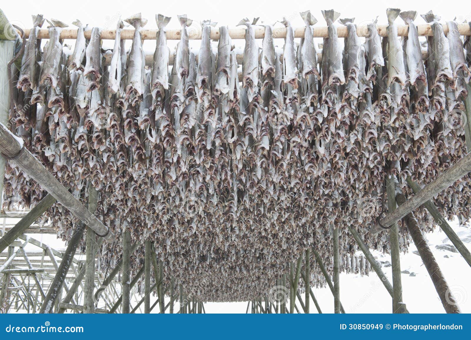 Dried Cod Stockfish in Loftofen Norway for Export To Italy Stock Image ...