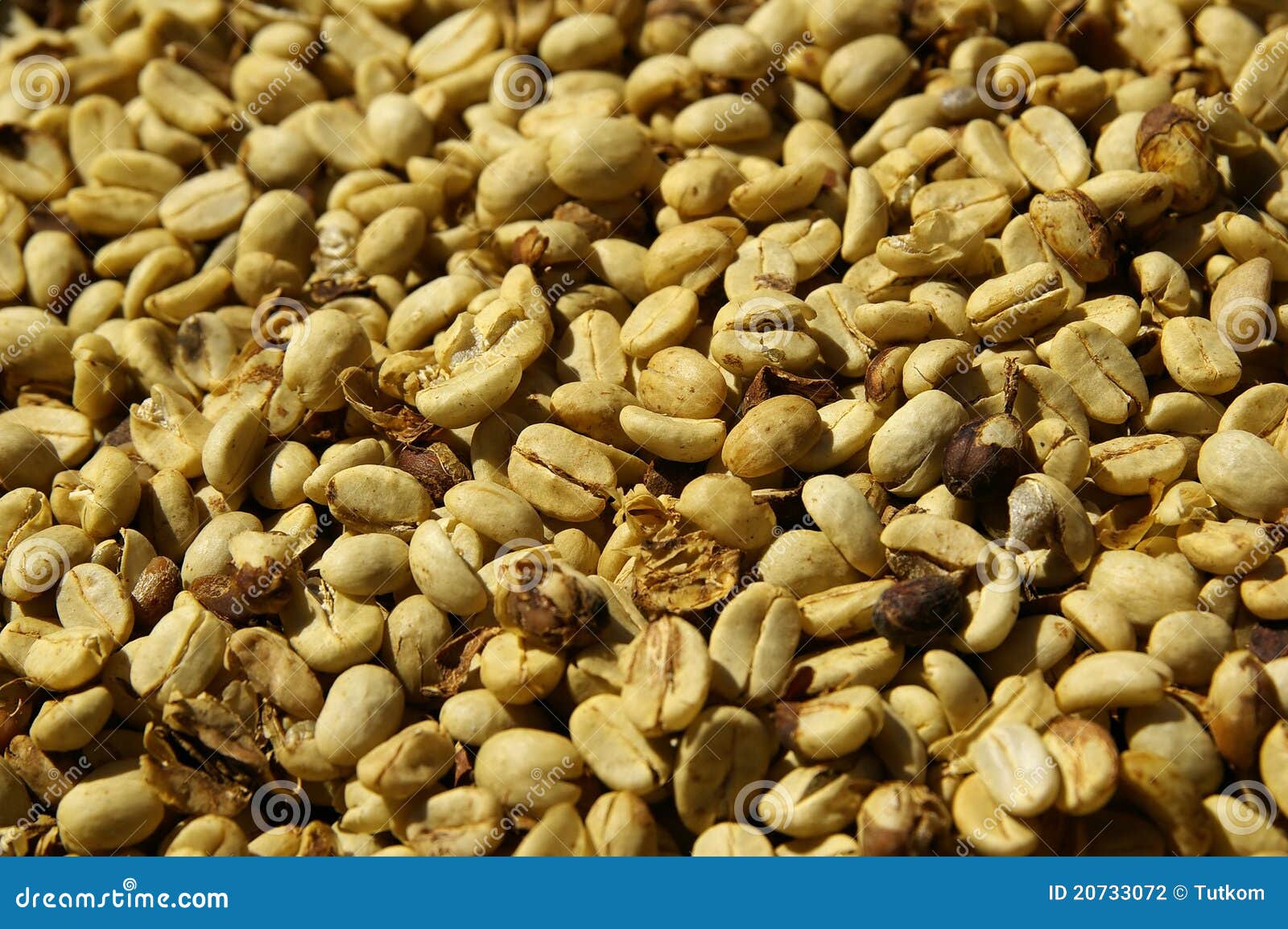 Dried coffee beans stock photo. Image of esspresso, caffeine - 20733072