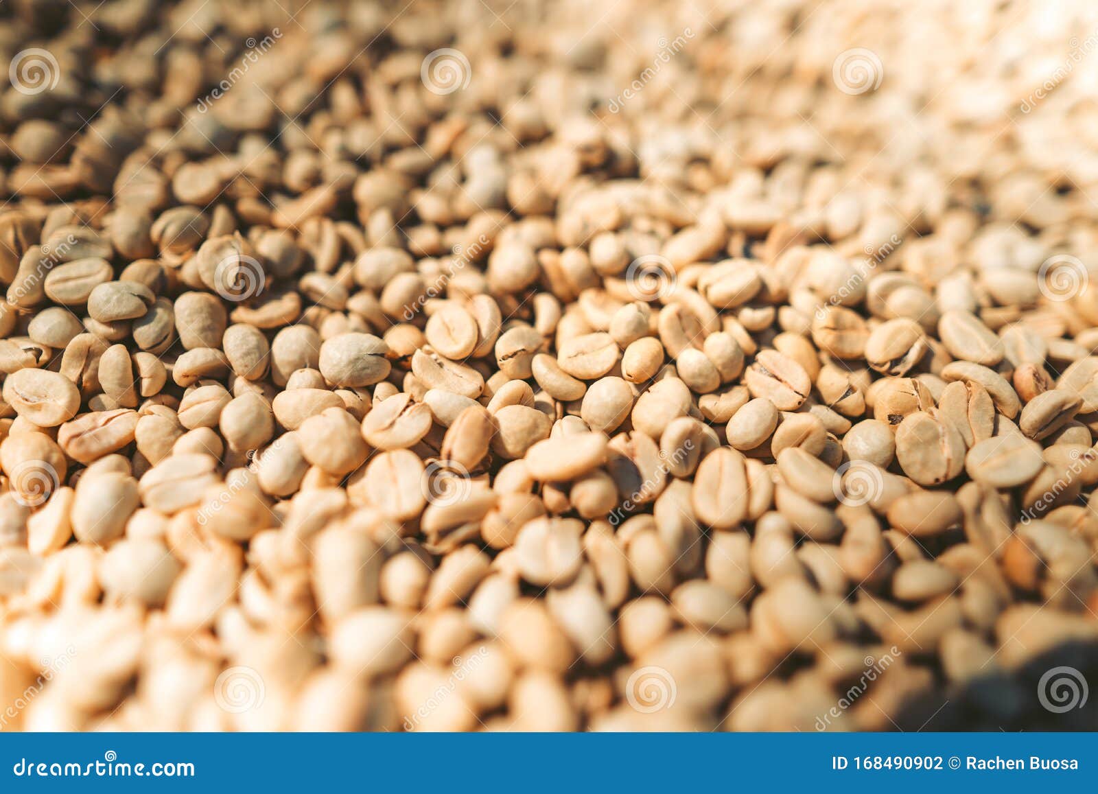 Dried Coffee Beans the Process of Making Coffee Stock Photo - Image of ...