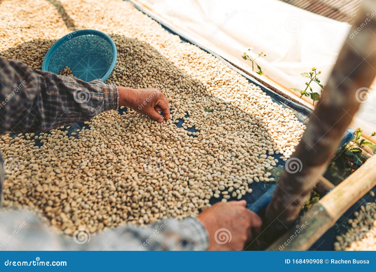 Dried Coffee Beans the Process of Making Coffee Stock Photo - Image of ...