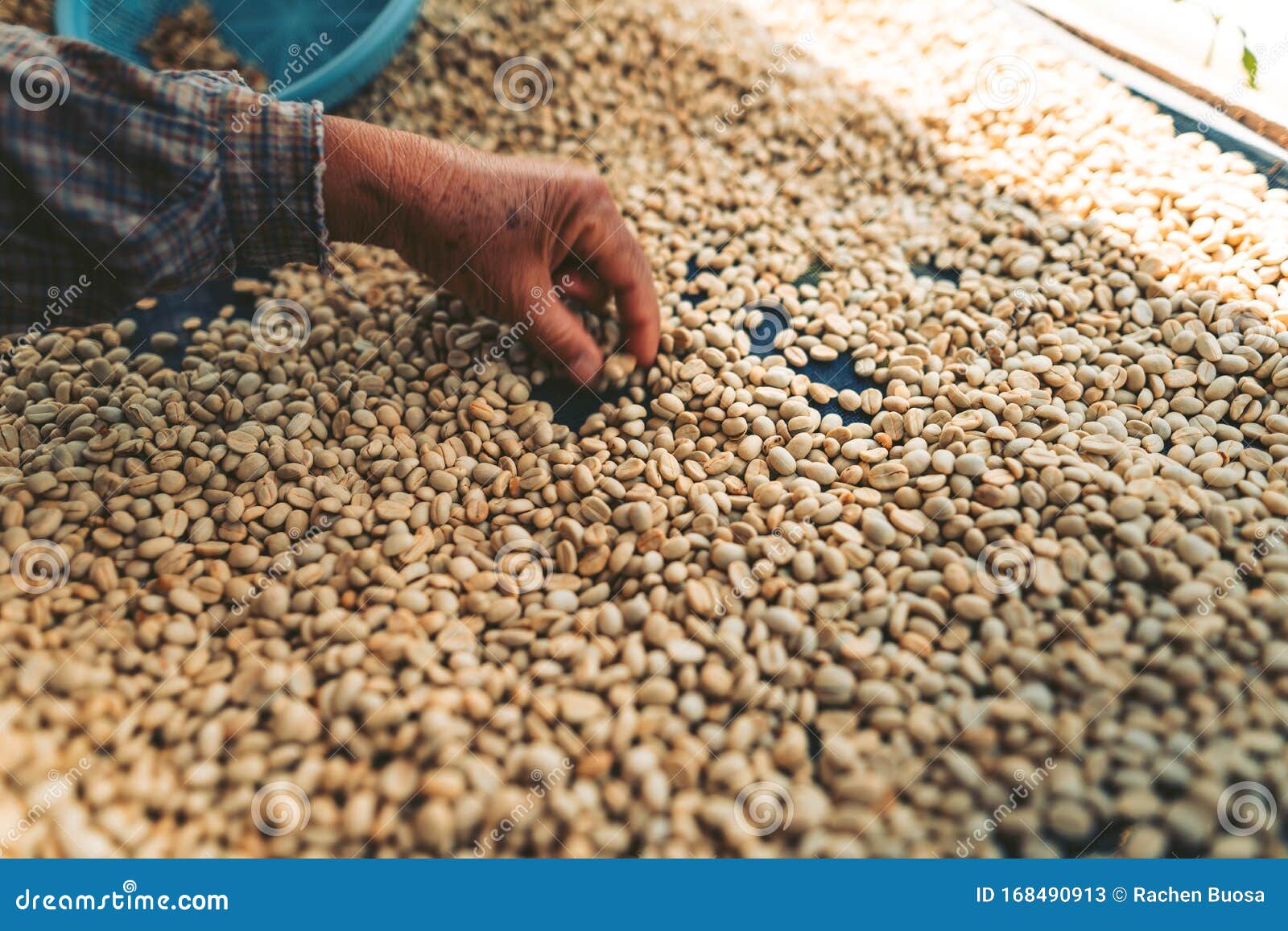 Dried Coffee Beans the Process of Making Coffee Stock Image - Image of ...