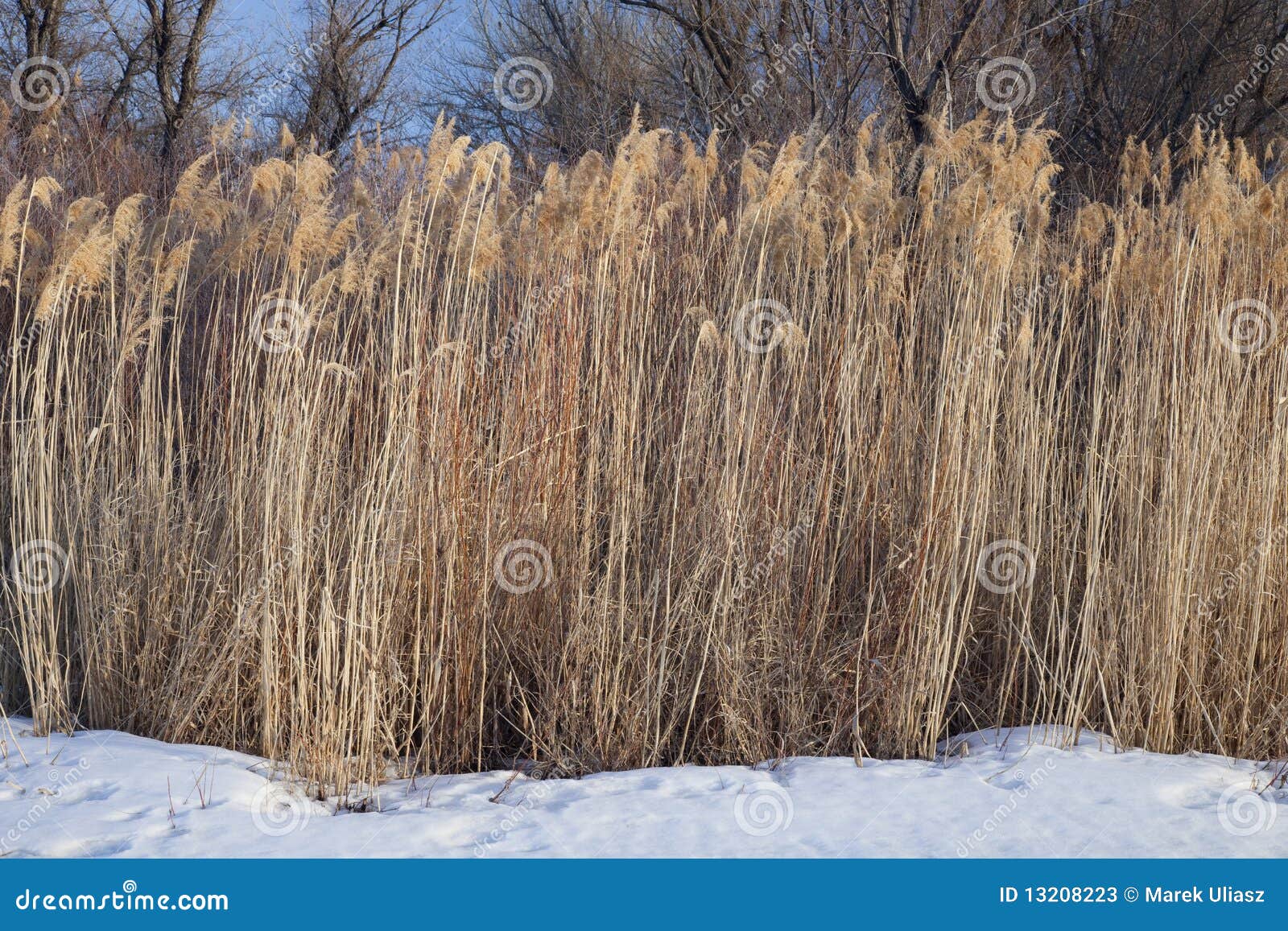 Dried Common Reed on Riverside in Winter Stock Image - Image of river ...