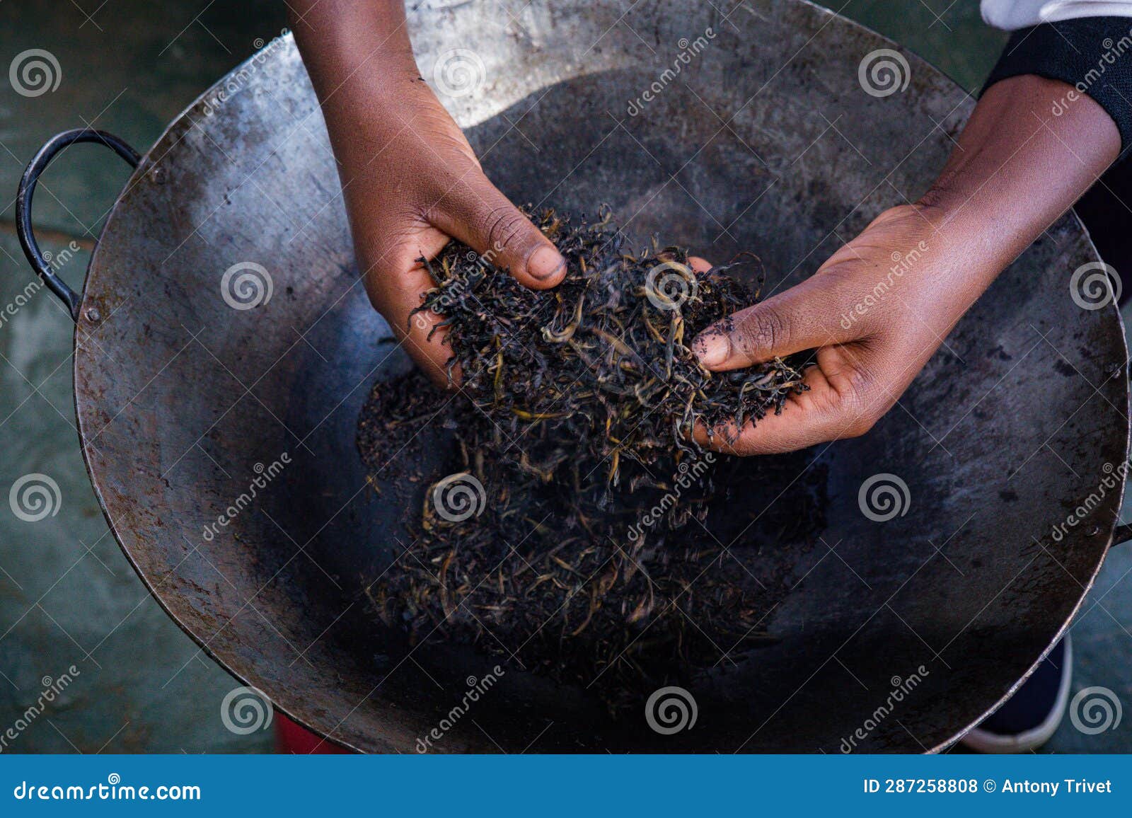Dried Cooked Tea Leaves in a Pan Sort Stock Photo - Image of ...