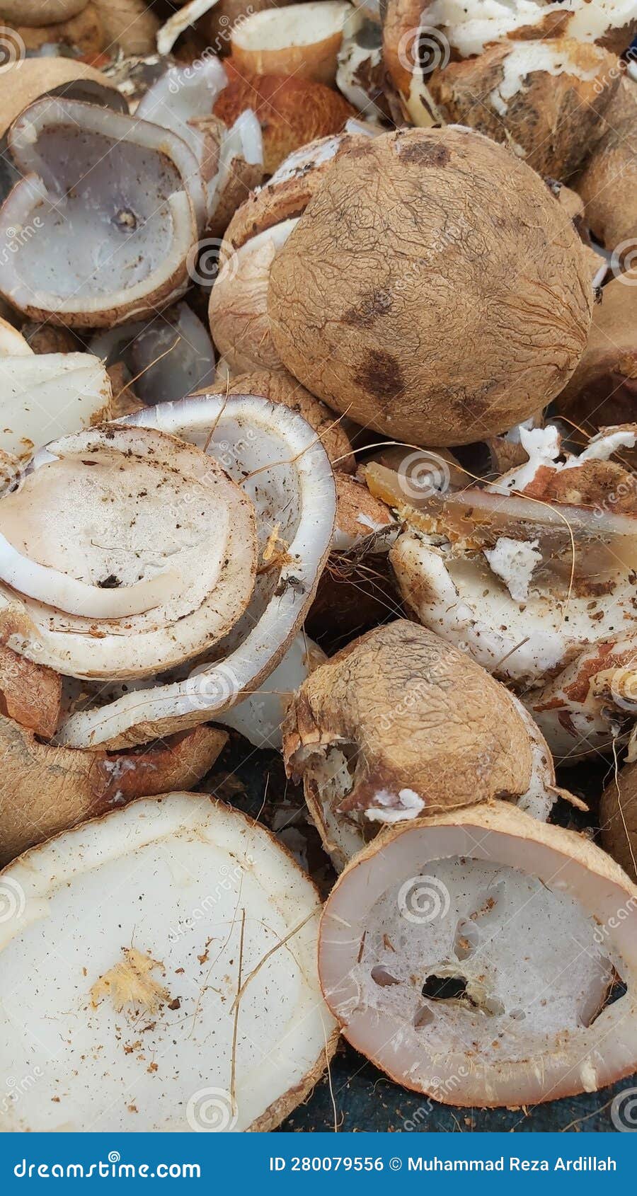 Dried copras stock photo. Image of meatcoconut, livestocksfeed - 280079556
