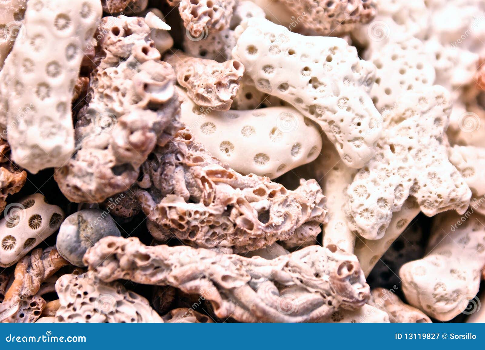 Dried Coral Royalty Free Stock Photography - Image: 13119827