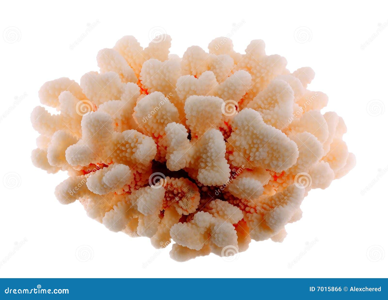 Piece Of Dried Coral Isolated On White Background Royalty Free Stock ...