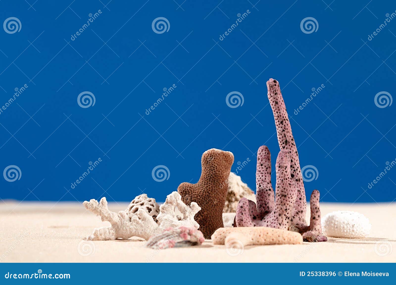 Dried Corals and Shell on Sand Stock Photo - Image of disaster, object ... Dried Corals and Shell on Sand Stock Photo - Image of disaster, object ...
