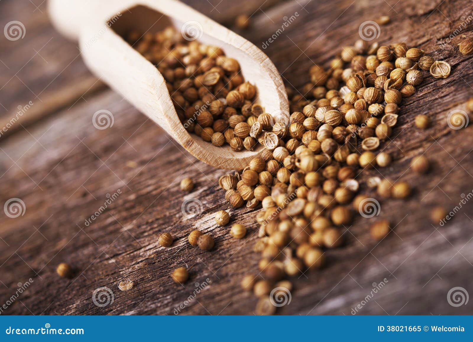Dried Coriander Seeds stock image. Image of scoop, wood - 38021665