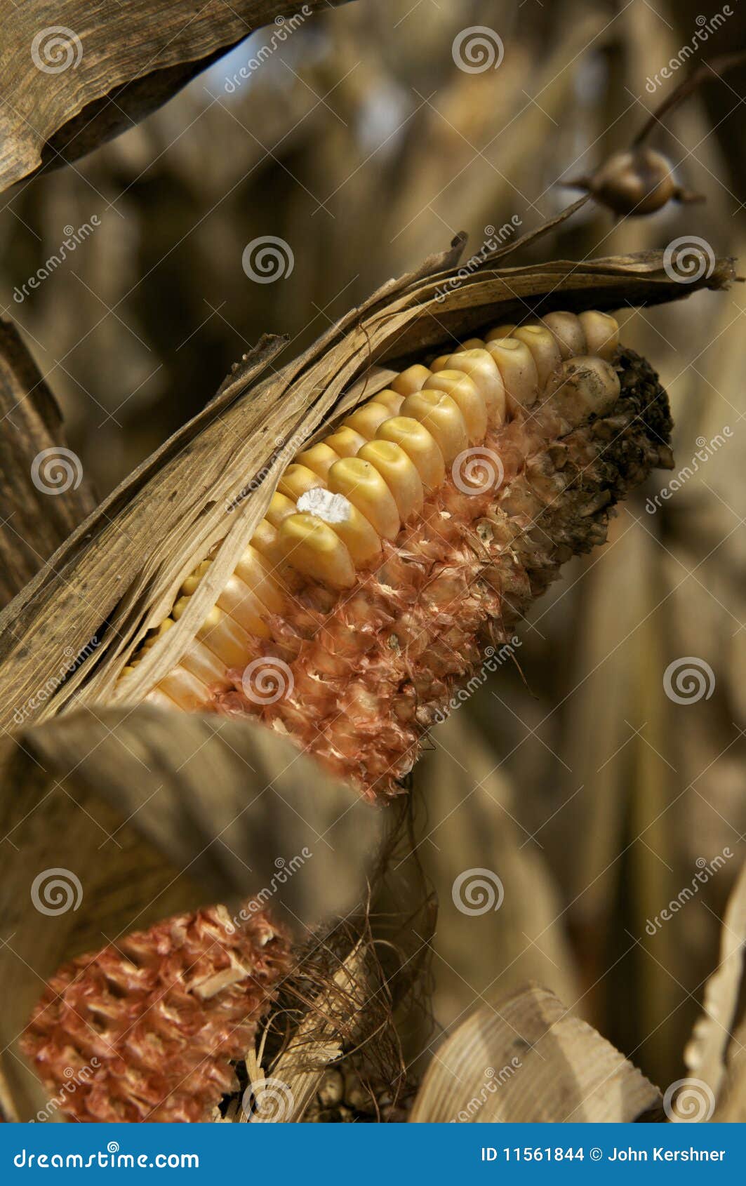Dried Corn Strings Stock Photography | CartoonDealer.com #21968126