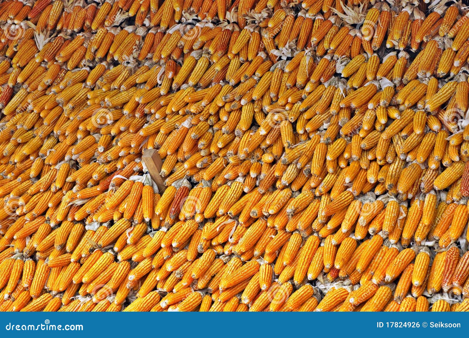 Dried corn stock photo. Image of crop, japanese, architecture - 17824926