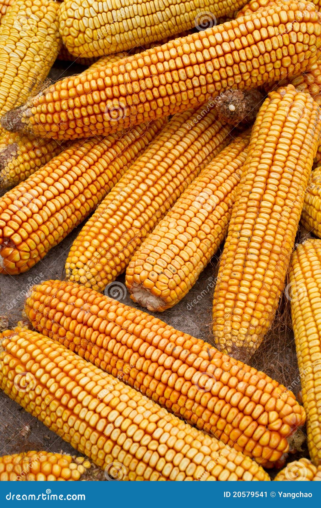 Dried corn stock image. Image of corn, energy, fodder - 20579541